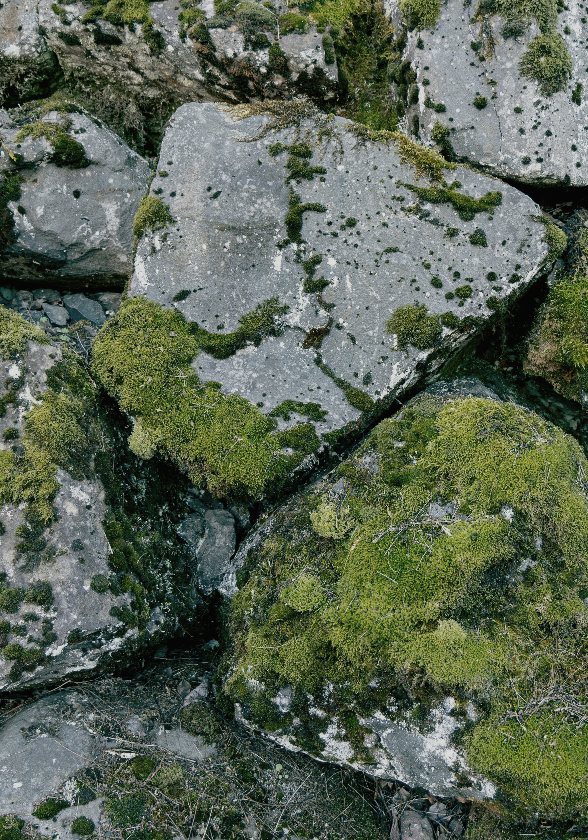 PASCH Panahi & Schumacher Design